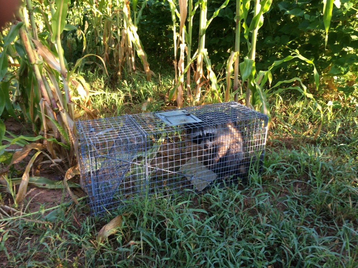 Orange Raccoon Removal | Trapping Raccoons