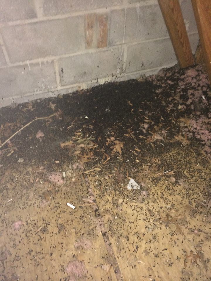 Bat Exclusion, Bat Proofing, Bat Removal, Guano Removal